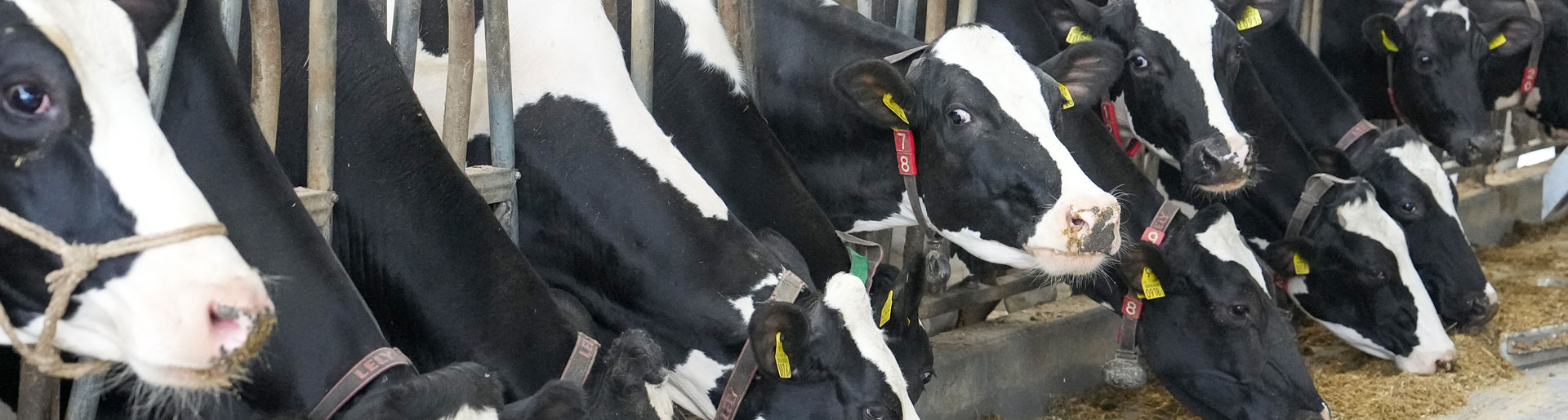 株式会社COWBELLについて｜北海道 紋別郡 酪農 牧場