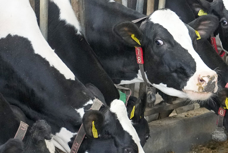 株式会社COWBELLについて｜北海道 紋別郡 酪農 牧場